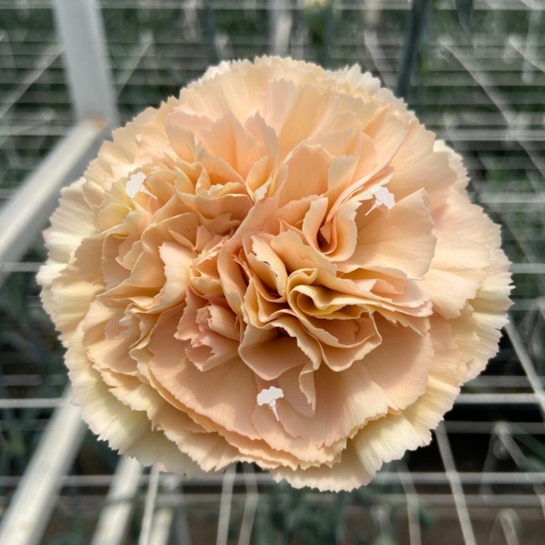SB Talee – Breeders and propagators of cut flower ornamental