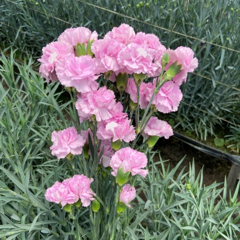 Celeste – SB Talee