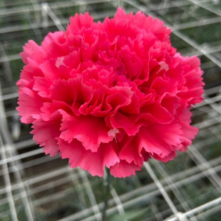 Commedia – SB Talee