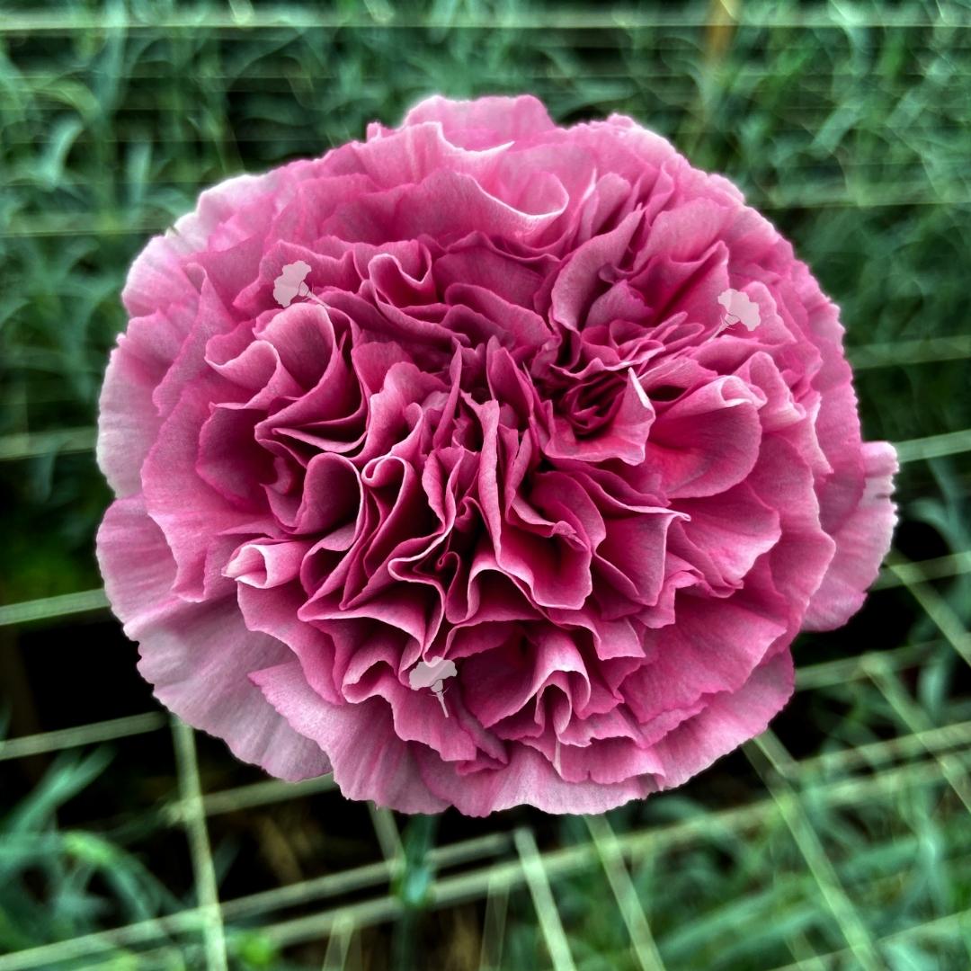 Macaron Thrill ® – SB Talee