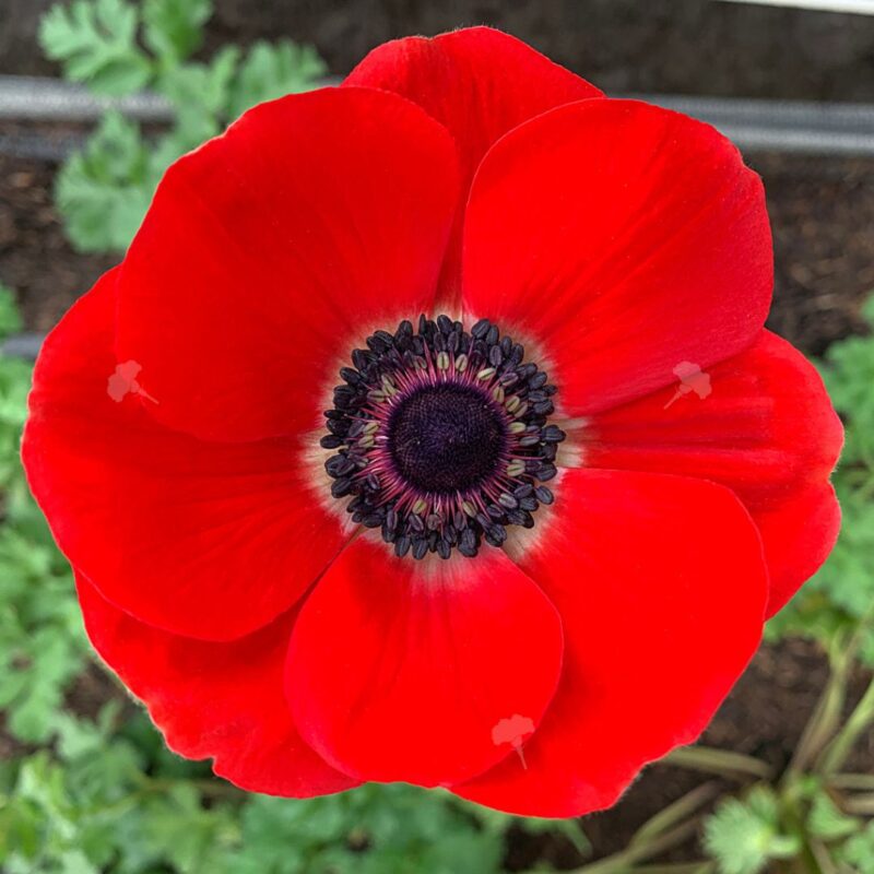 Mistral Plus ® Fuego – SB Talee