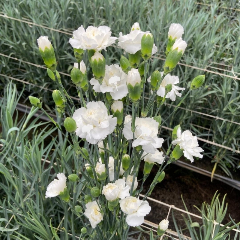 Spray Carnation – Page 6 – SB Talee