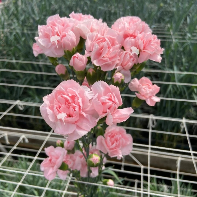 Pink Ibis – SB Talee