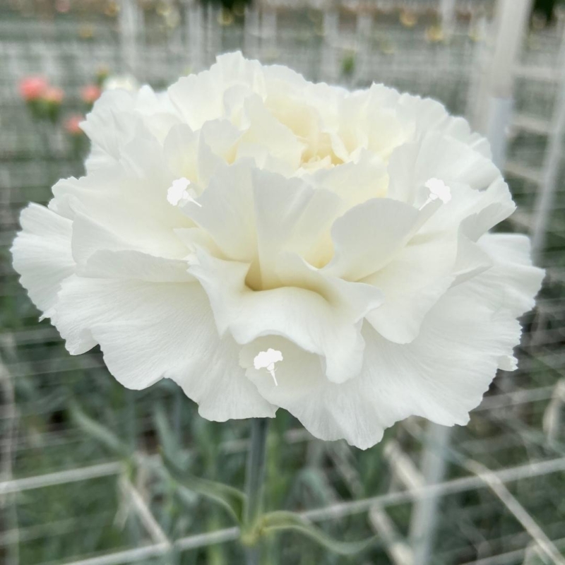 Polar Route – SB Talee