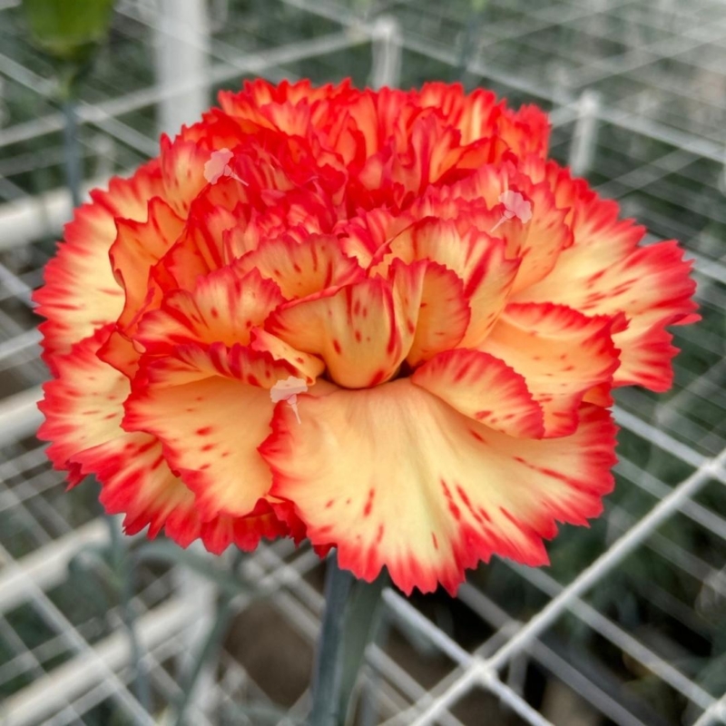 Sherkan – SB Talee