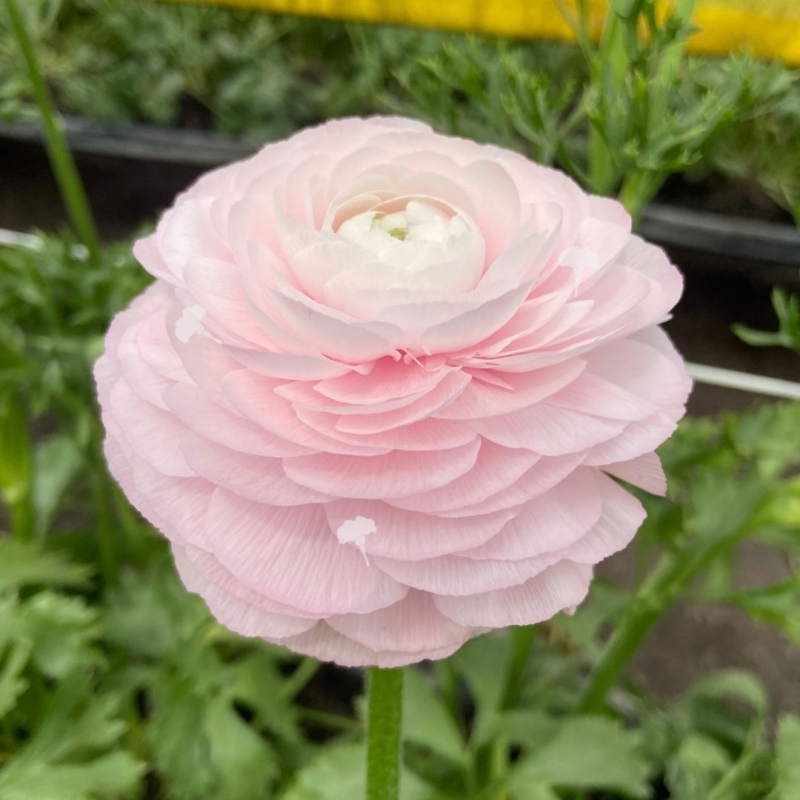 Success ® Lady – SB Talee