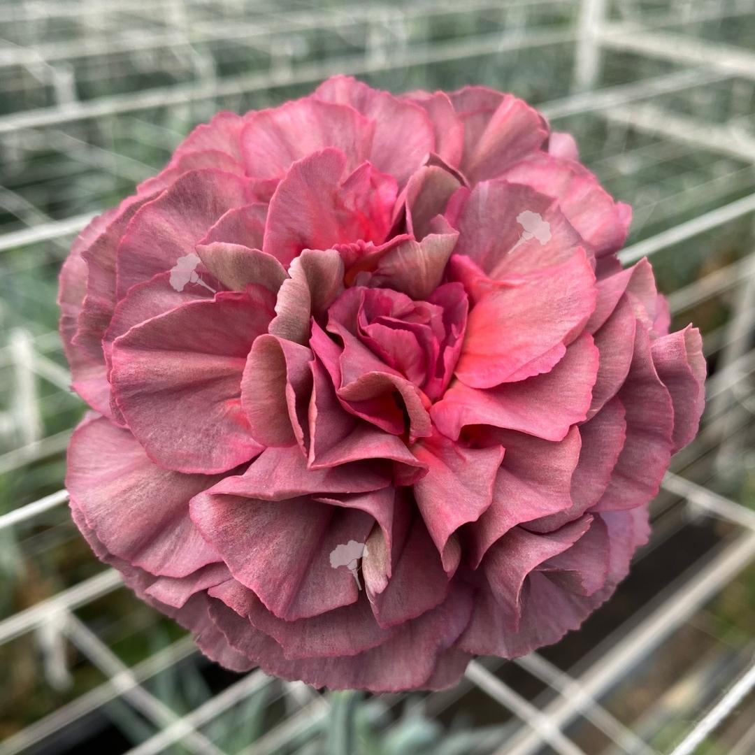 Wave Thrill ® – SB Talee