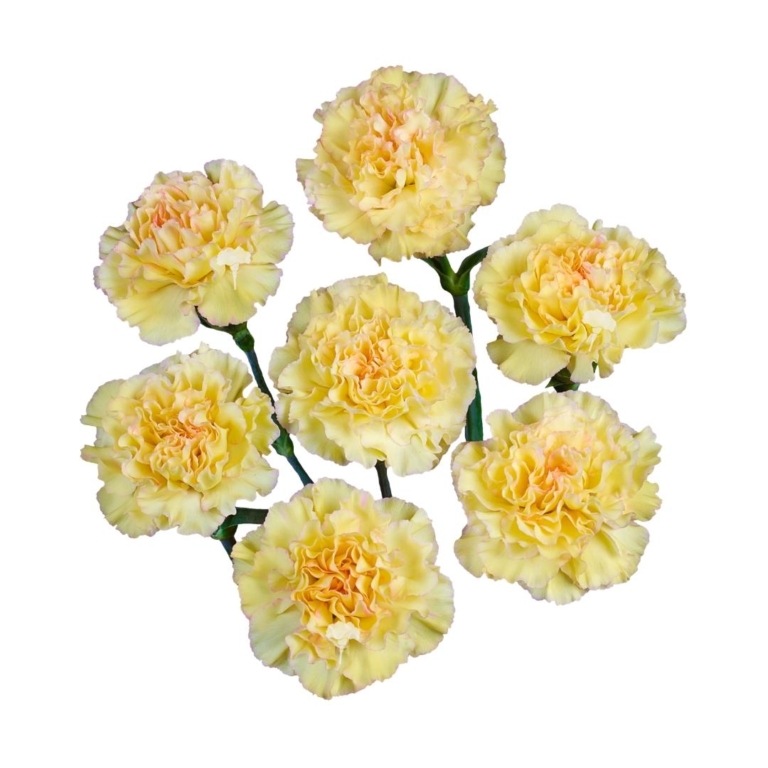 SB Talee – Breeders and propagators of cut flower ornamental