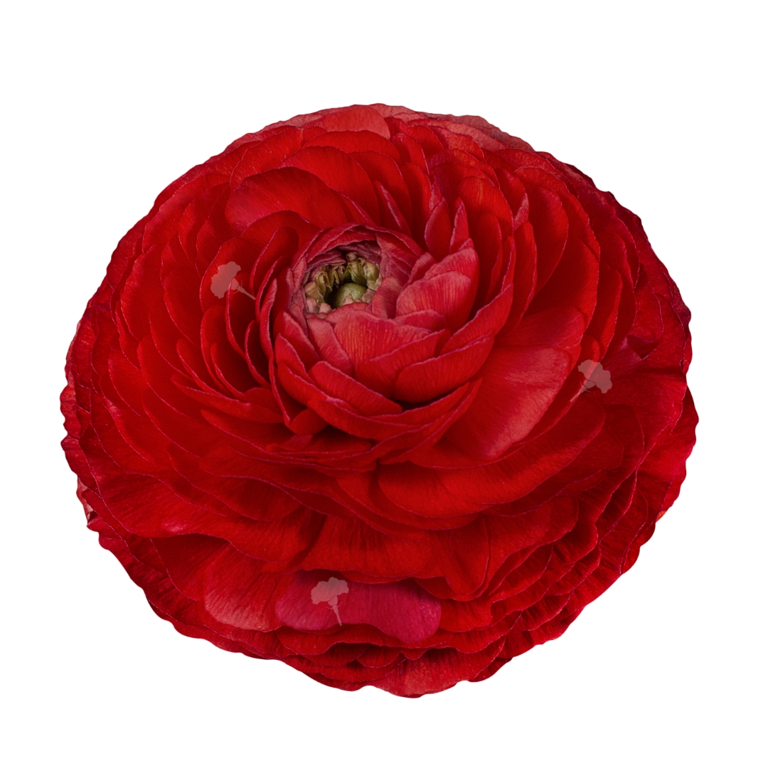 Elegance ® Red – SB Talee