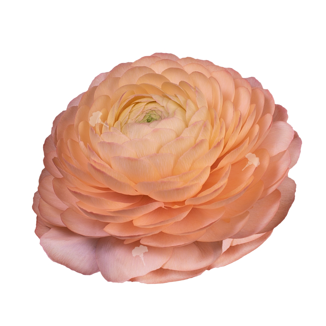 Elegance ® Salmone – SB Talee