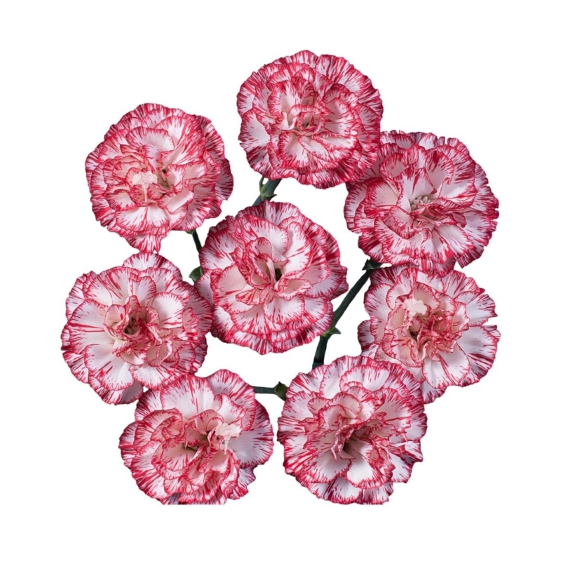 Spray Carnation – Page 6 – SB Talee