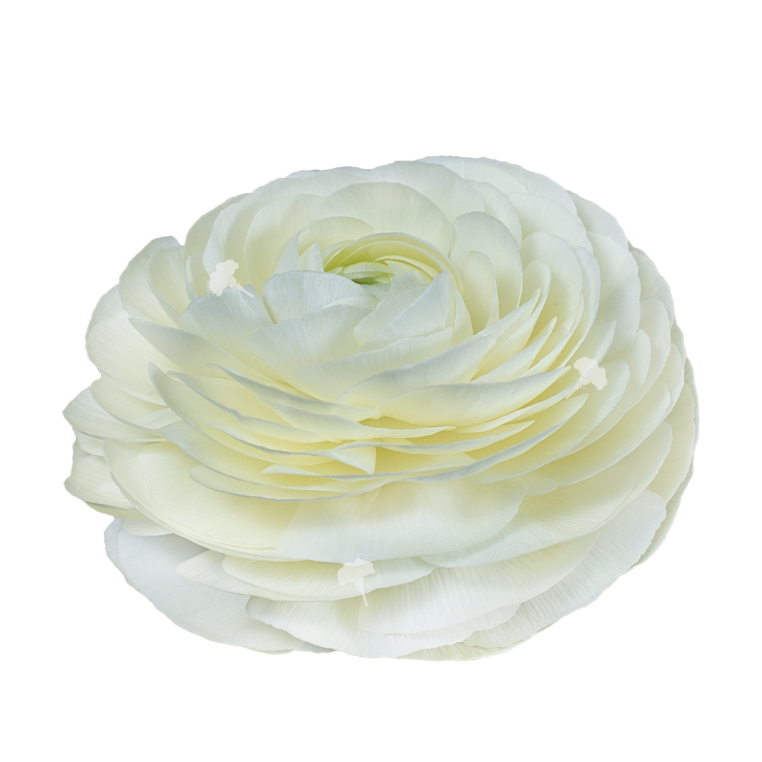 Success ® Commedia – SB Talee