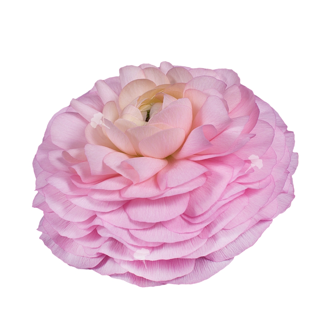 Success ® Venere – SB Talee