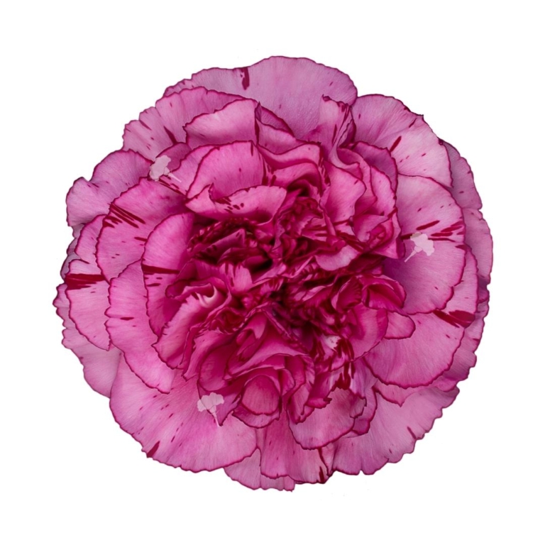 SB Talee – Breeders and propagators of cut flower ornamental