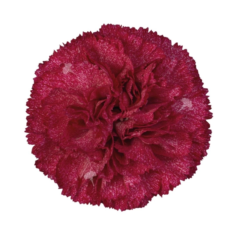 Carnation – Page 2 – SB Talee