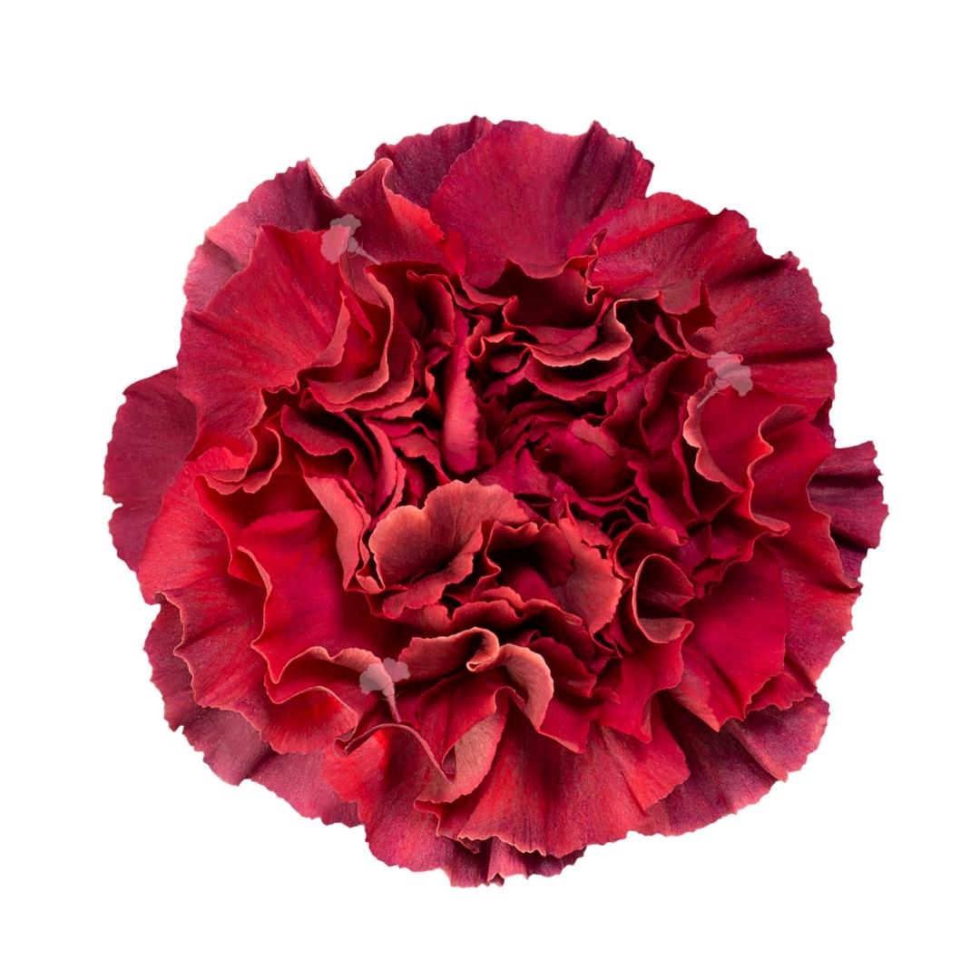 Wave Thrill ® – SB Talee