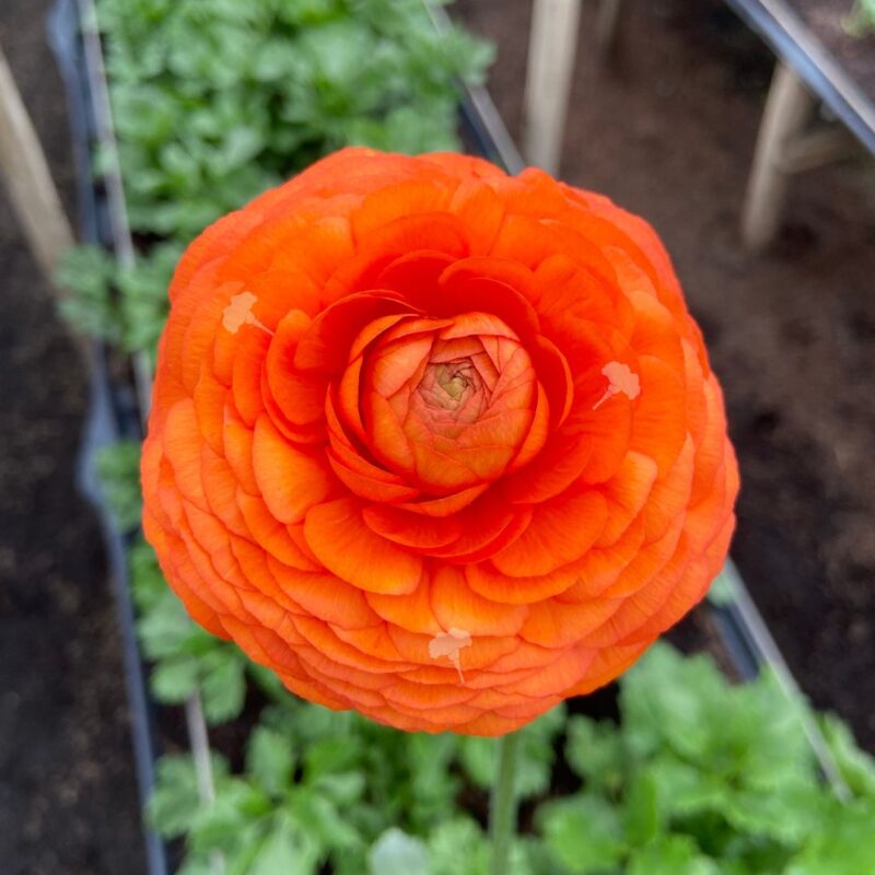 Elegance ® Clementine – SB Talee