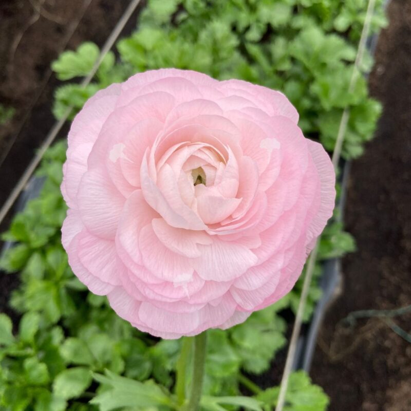 Success ® Venere – SB Talee