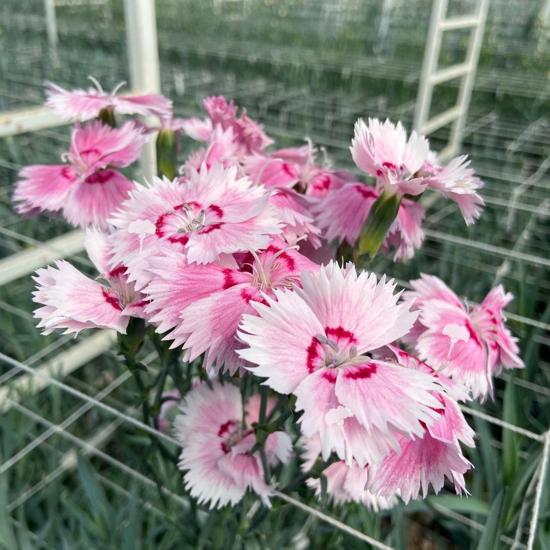 Fiorino ® Iris – SB Talee