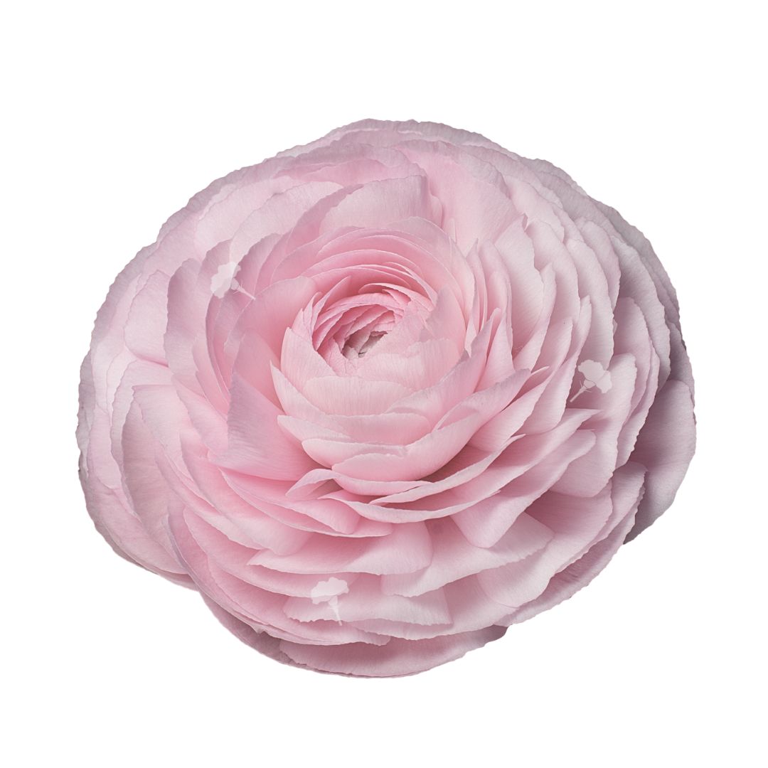 Success ® Lady – SB Talee