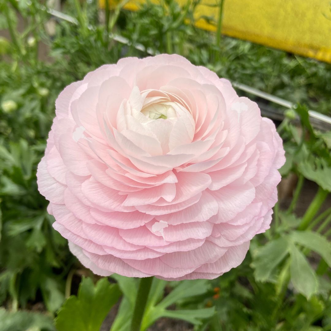 Success ® Favola – SB Talee