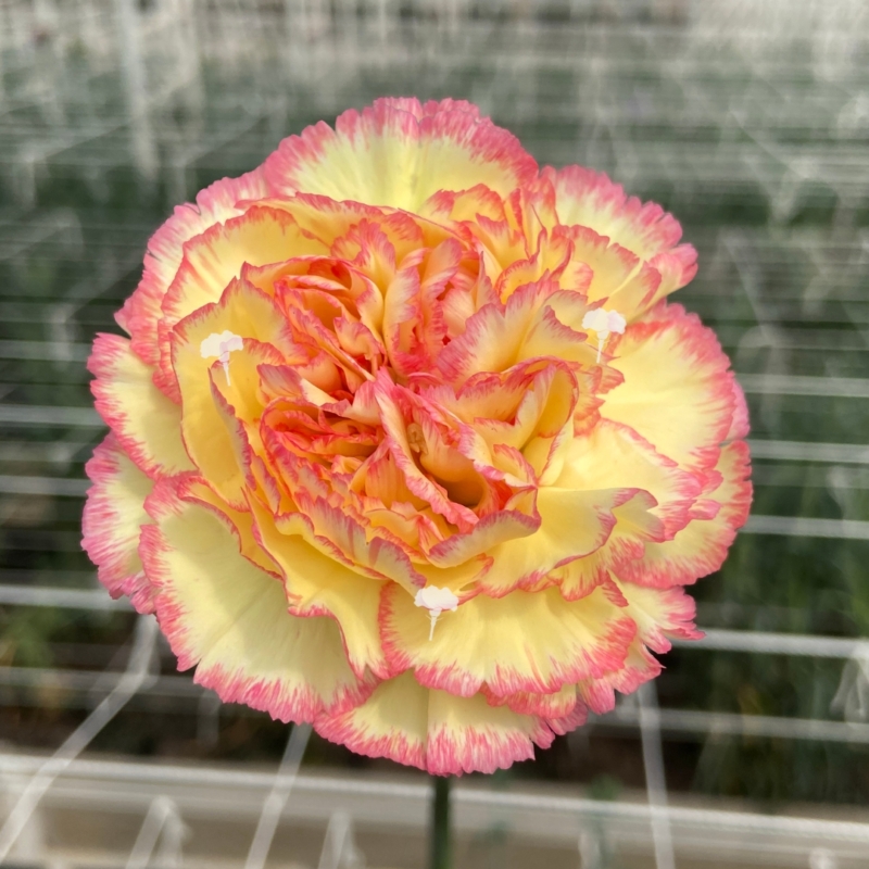 Hula Hula – SB Talee