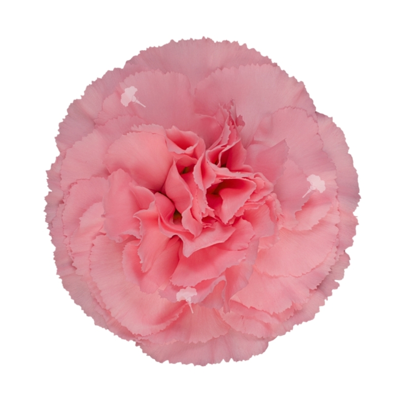 SB Talee – Breeders and propagators of cut flower ornamental