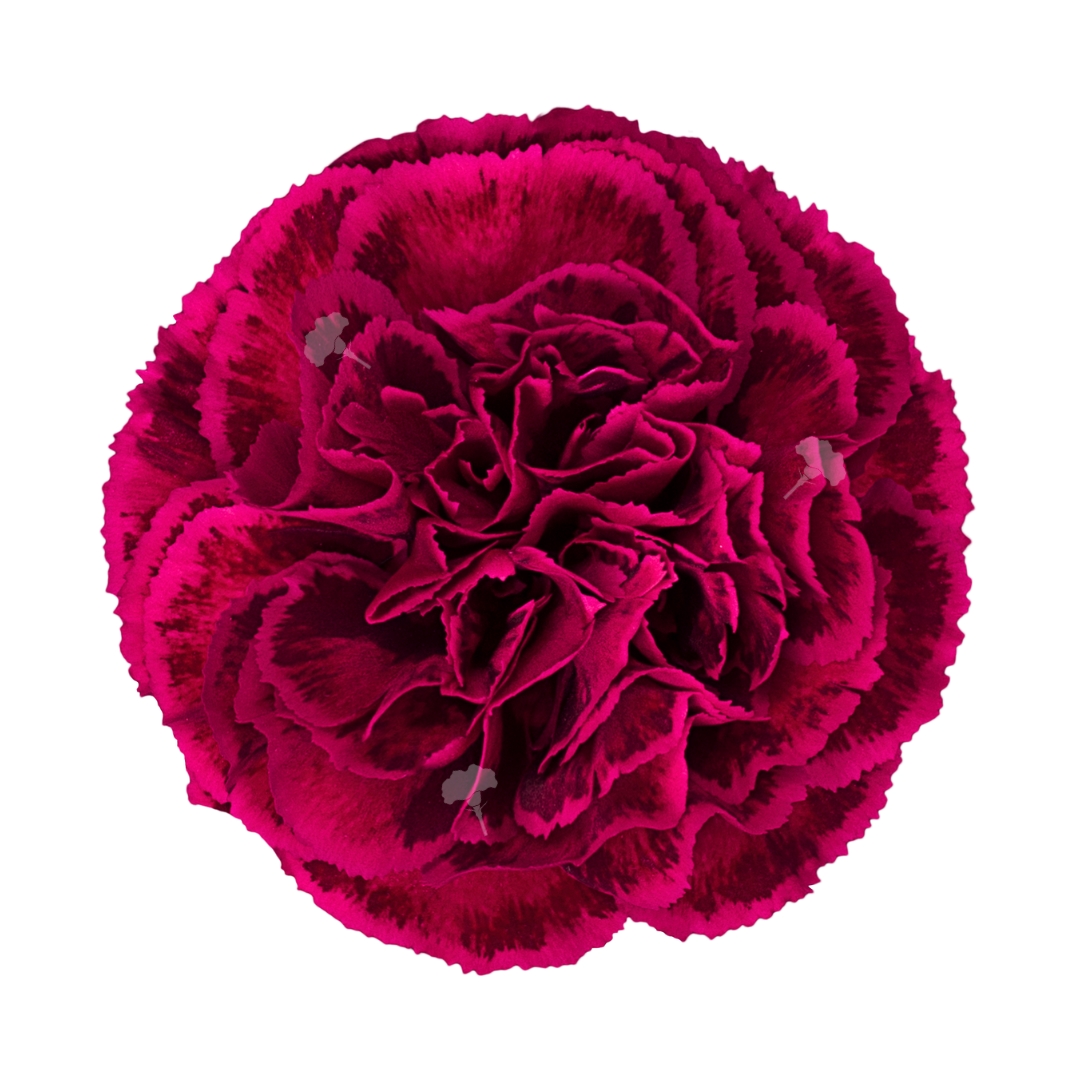 Nobbio ® Velluto – SB Talee