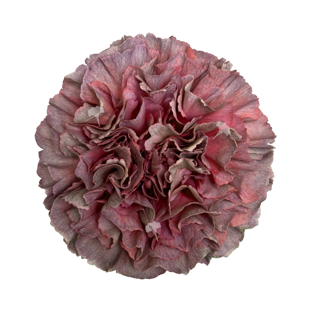 Opium Thrill ® – SB Talee